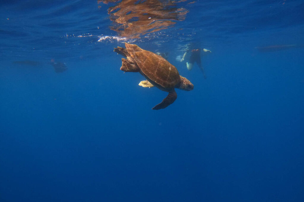 Snorkeling with Turtles Tenerife – By Boat from Puerto Colón