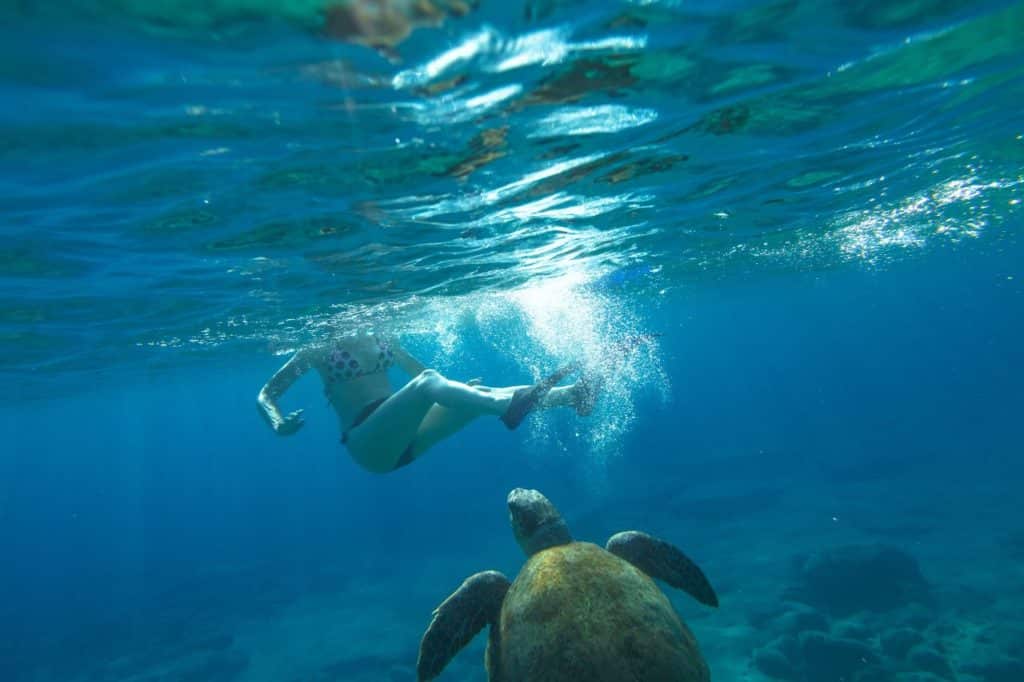 Premium Snorkeling with Turtles in Tenerife: Free Pictures