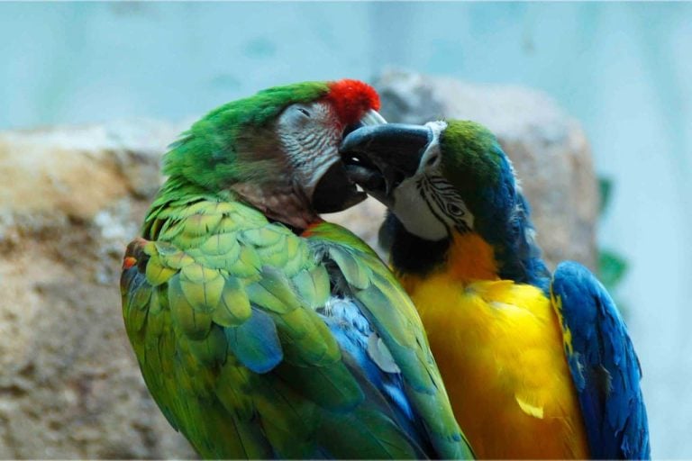 Book Loro Parque Diamond Best VIP Tour - Brunellis Dinner